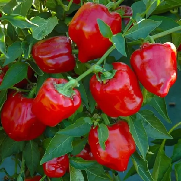 Pimento vermelho bio-500 gr - BIO4all